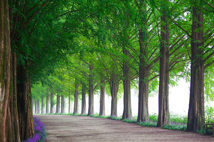 Tree Lined Driveway - Planting a Colonnade